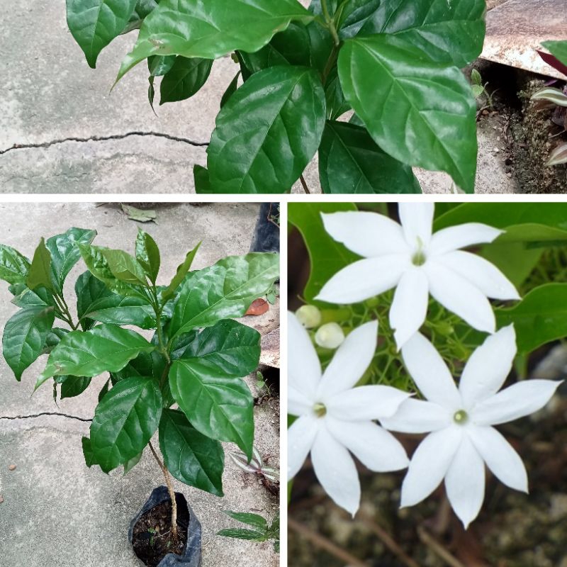 pokok bunga melur Hutan berbunga wangi | Shopee Malaysia
