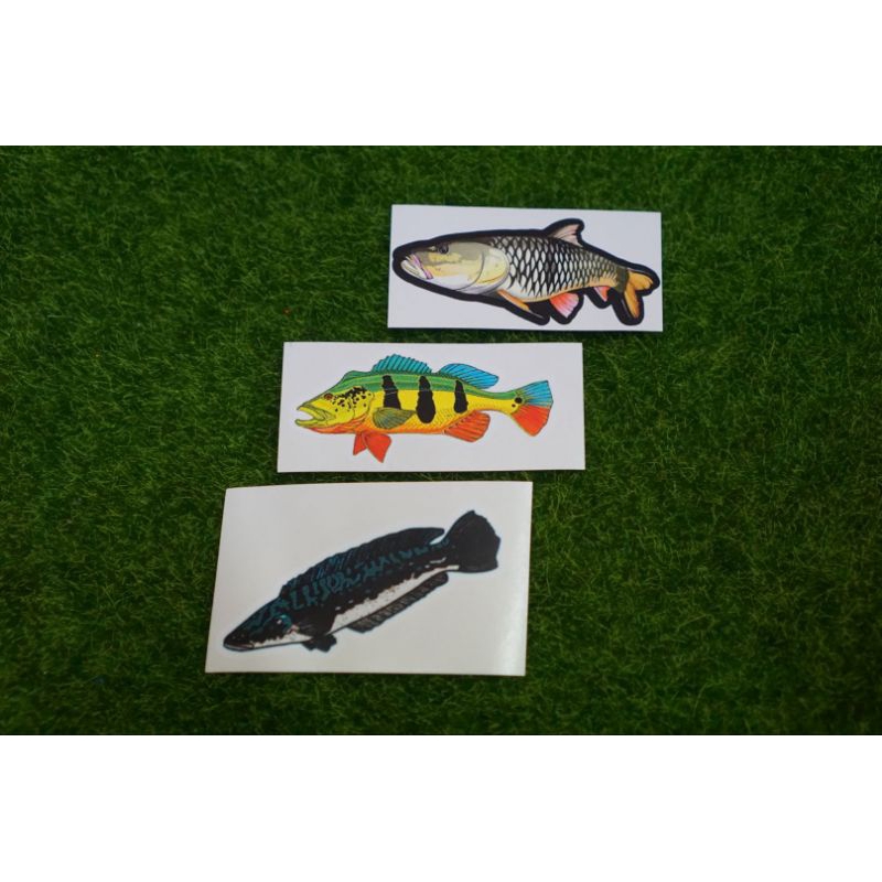 Sticker Ikan Peacock Bass Toman | Shopee Malaysia