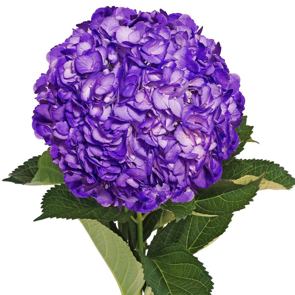 (Ada Bunga) Hydrangea /Bunga Tiga Bulan / Siti Zubaidah 绣球花 Pot Live ...