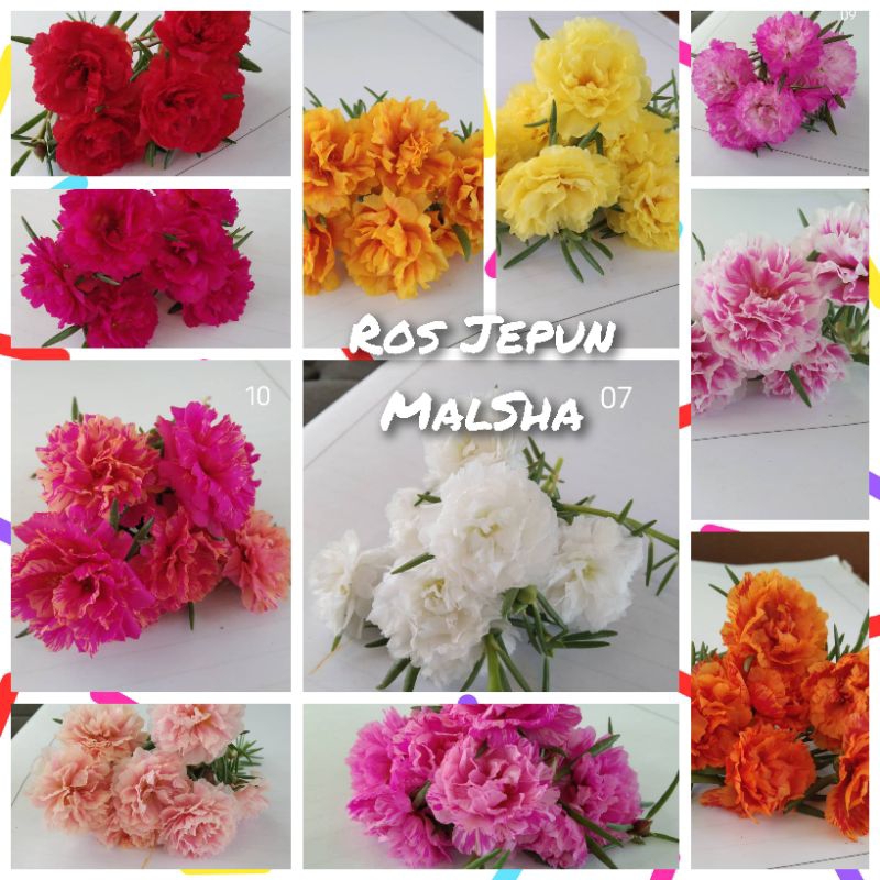 ROS JEPUN (CARNATION TIARA) | Shopee Malaysia