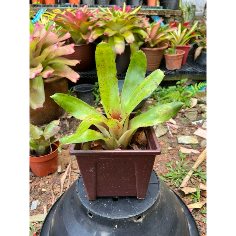 Anak Pokok Bromeliads Tiger | Shopee Malaysia