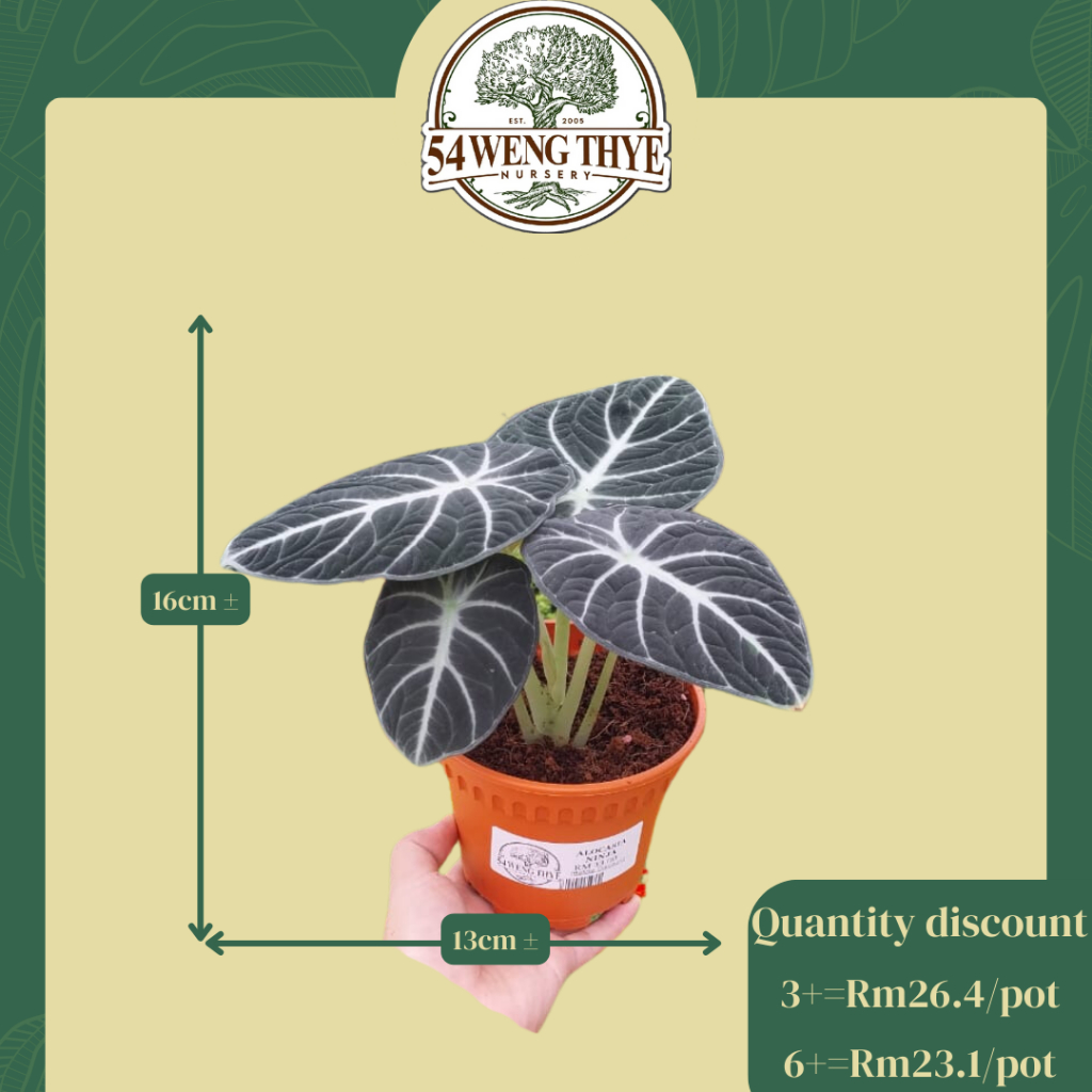 🌳Alocasia Ninja Plant 🌳- [54 Weng Thye] 🏡 WHOLESALE DISCOUNT PRICE for ...