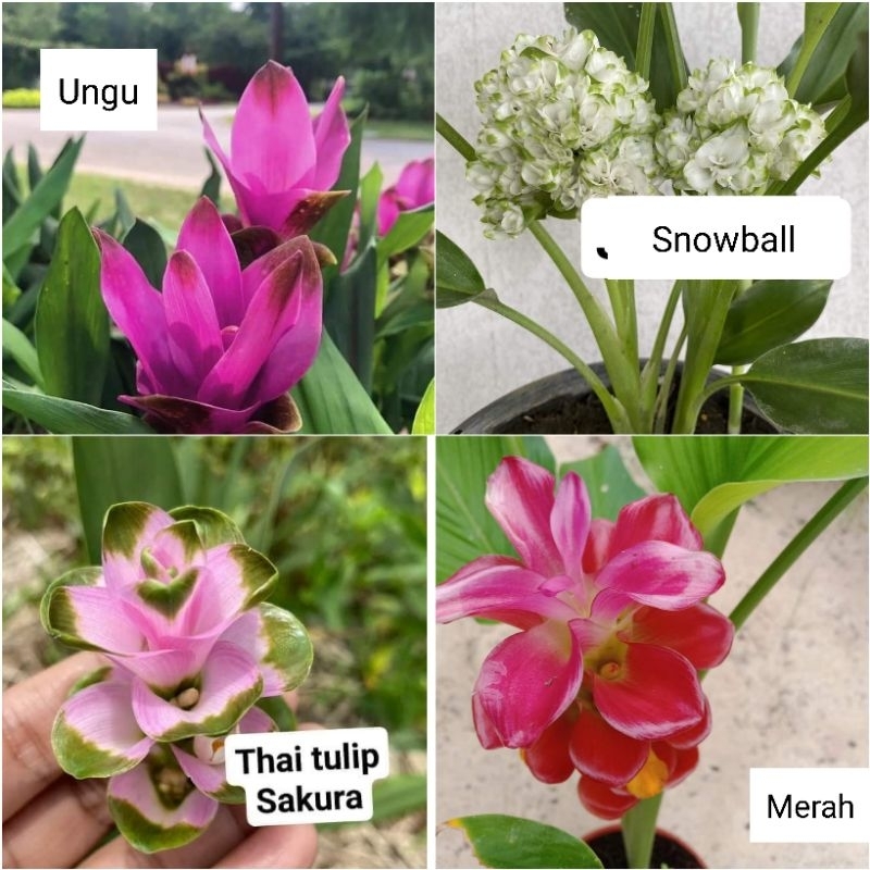 Pokok Bunga Tulip Thai Siam Real plant sakura snowball | Shopee Malaysia