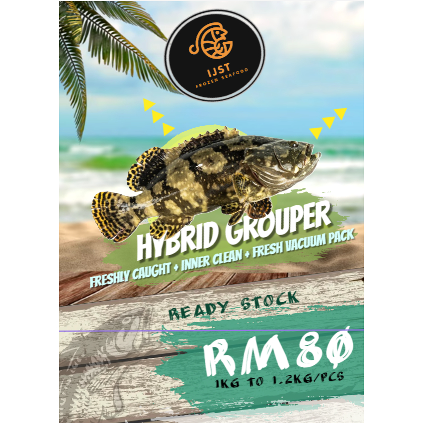 HYBRID GROUPER FISH / IKAN KERAPU HARIMAU/ TIGER GROUPER/ IKAN SEGAR ...