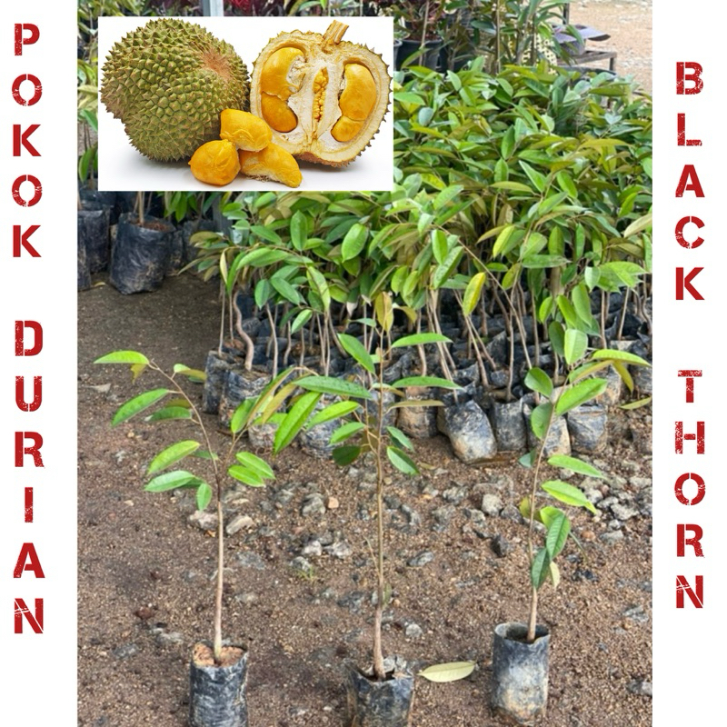 POKOK DURIAN BLACK THORN ( DURI HITAM ) KAWIN THAI CEPAT BERBUAH ...