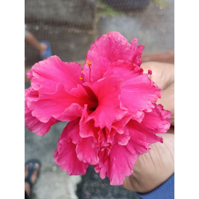 Anak Pokok Bunga Raya Pink/ Hibiscus | Shopee Malaysia