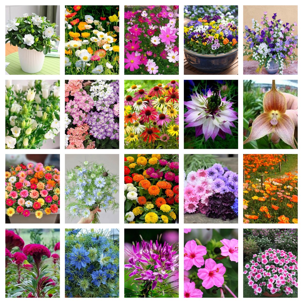Pelbagai jenis Benih Bunga Cantik/Flower seeds many types多样化花种子 ...