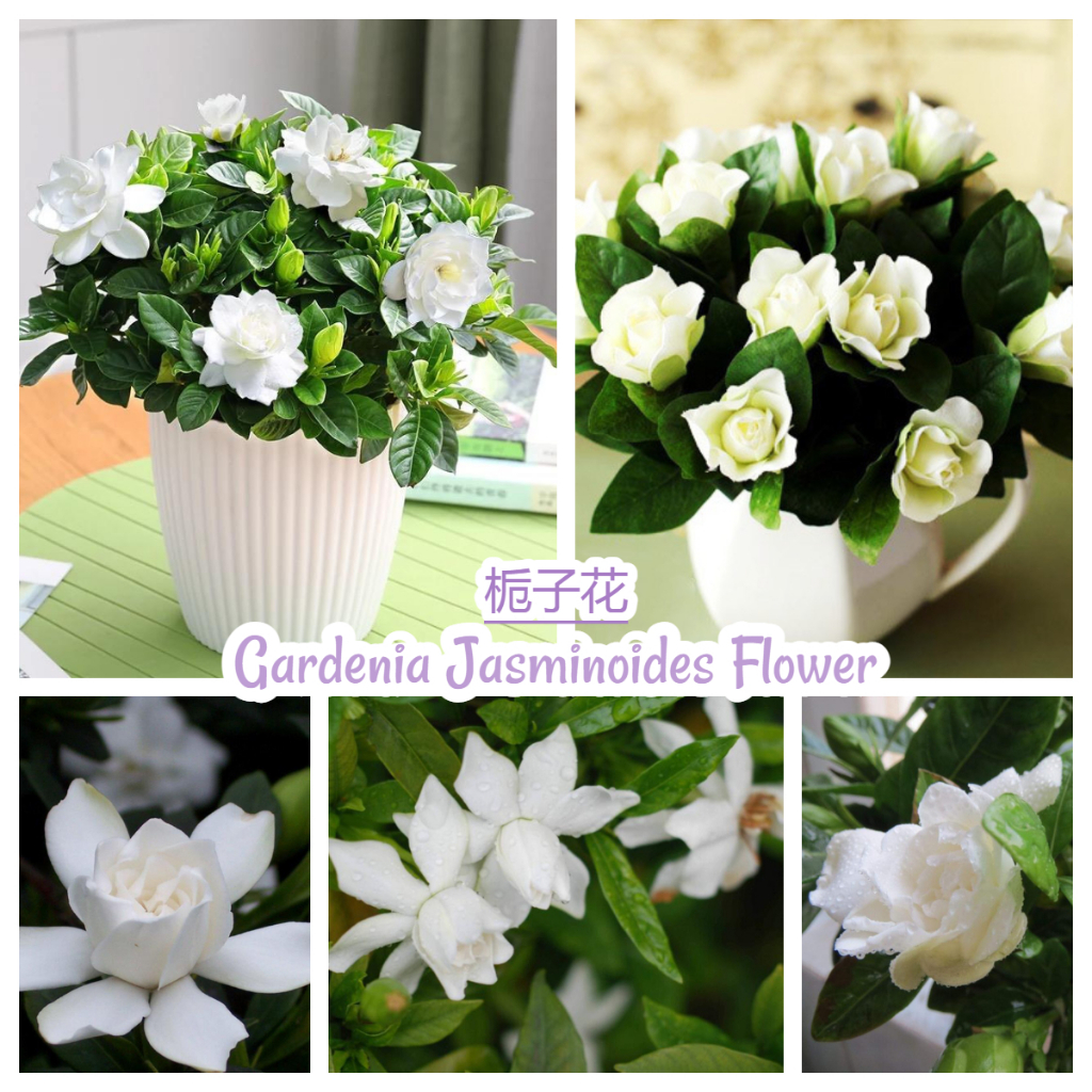 F40 30pcs Benih Bunga Gardenia Jasminoides/ Gardenia Jasminoides Flower ...