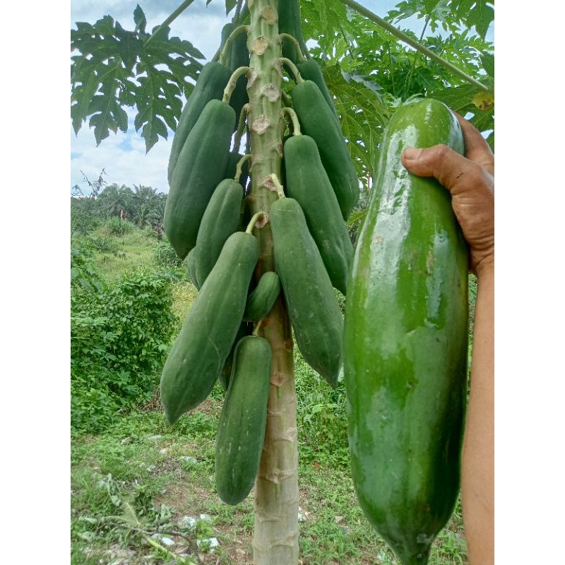 Buah Betik Besar Random(Mana Yang Ada sahaja)Dijanjikan Besar | Shopee ...