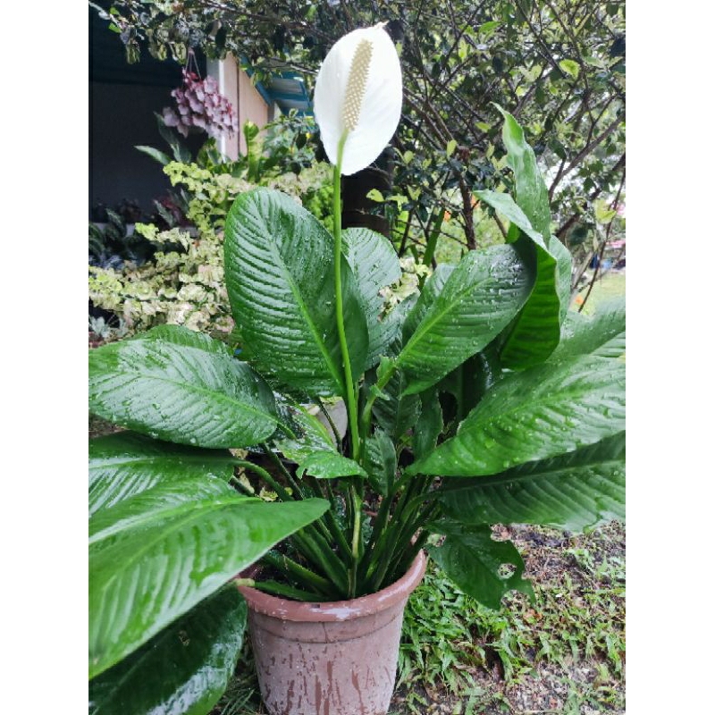 pokok bunga Peace lily. | Shopee Malaysia