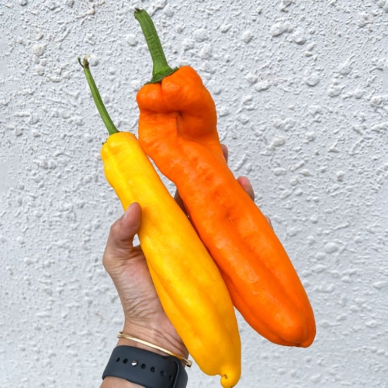 Yellow Giant Sweet Palermo Pepper Seeds/Benih 20pcs 黄色意大利巨型甜椒种子 ...