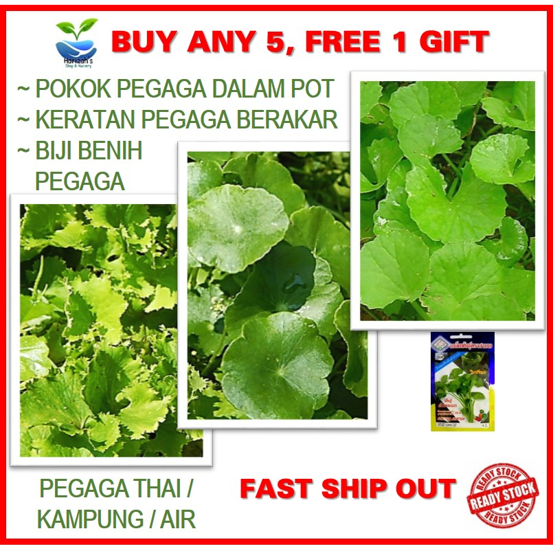 Biji Benih & Pokok PEGAGA Salad daun besar / Nyonya / Pengaga Air Jepun ...