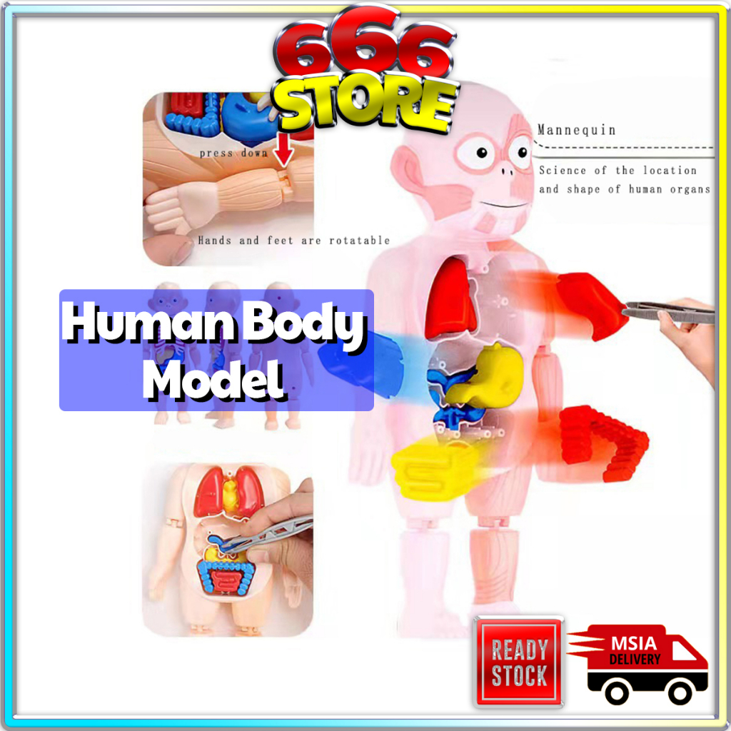 [New Arrival] DIY Human Body Model Human Organ Model 3D Anatomy Puzzle ...