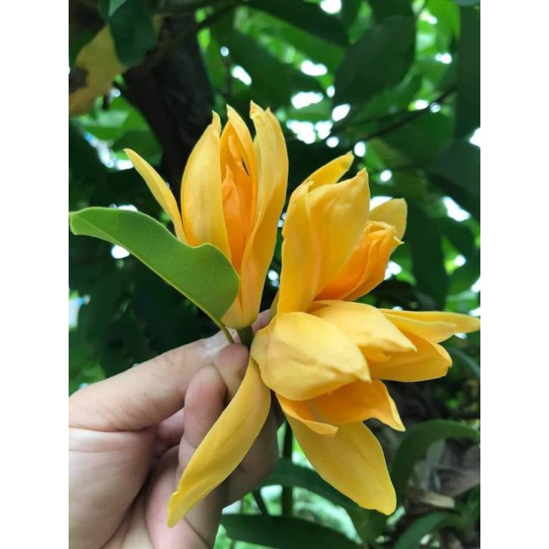 Cempaka kuning & Putih Bunga Wangi Live plant | Shopee Malaysia