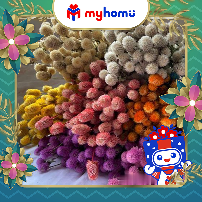 Bunga Ratna Kering / Dried Globe Amaranth | Shopee Malaysia