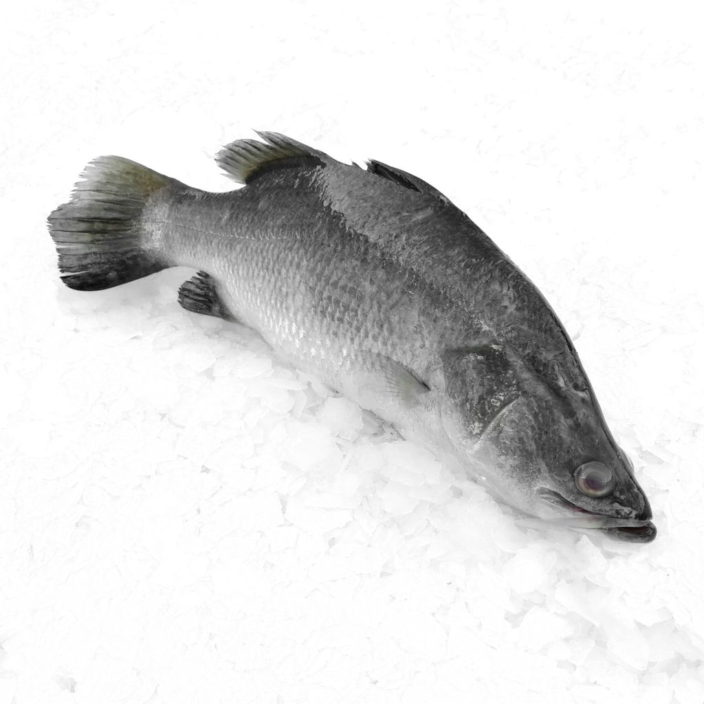 Seabass Siakap Fish (Clean) Pcs | Shopee Malaysia