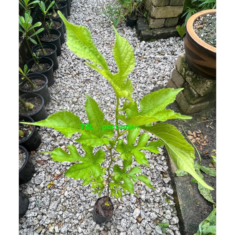 1 Anak Pokok Ayam Mulberry / Hidup Mulberry (Sudah Berbuah) / Mulberry ...