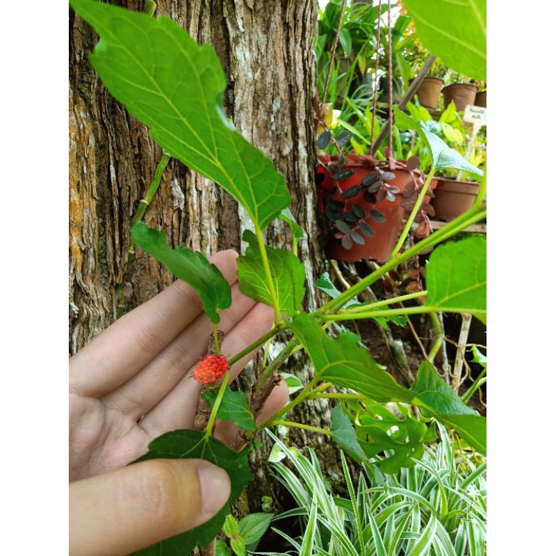 Anak Pokok Mulberry (Morus Rubra) | Shopee Malaysia