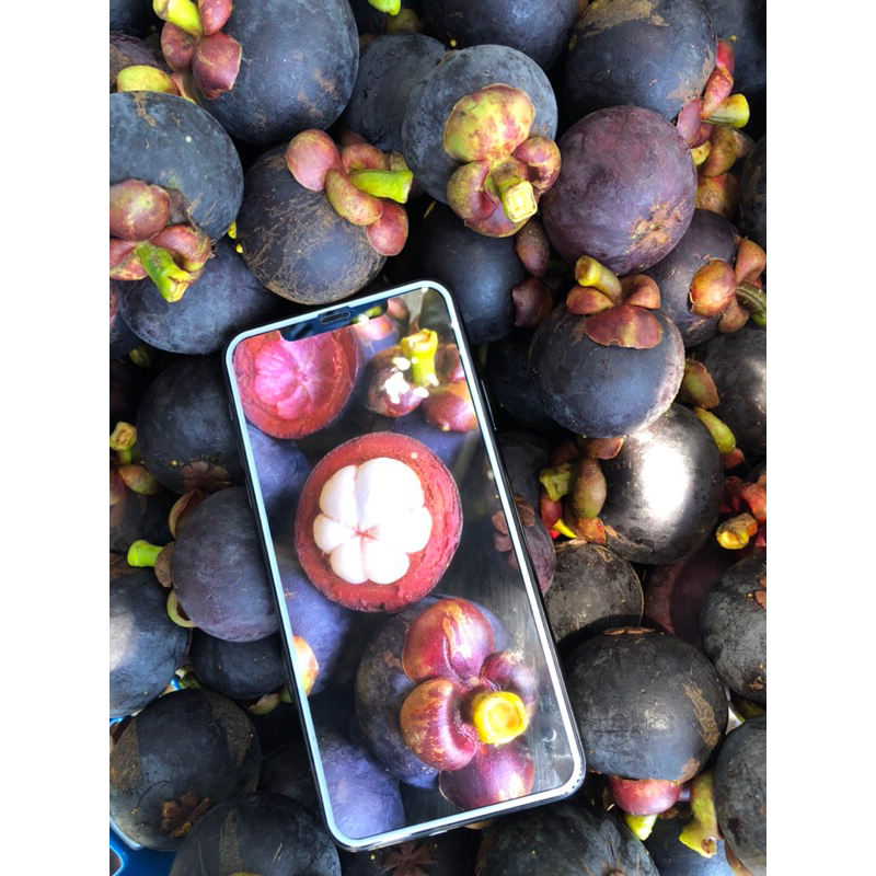 Buah Manggis/seto cute | Shopee Malaysia