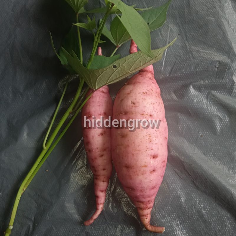 Benih Ubi Keledek Kulit Pink Isi Putih Sweet Potato 6/12 Keratan Batang ...