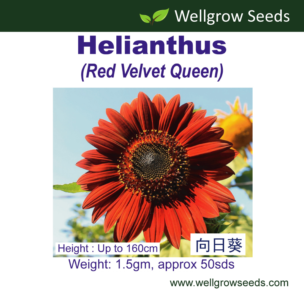 Sunflower seeds Red Velvet Queen (1.5gm ≈50sds)太陽花種子 向日葵種子: 天鹅绒女王 Benih ...