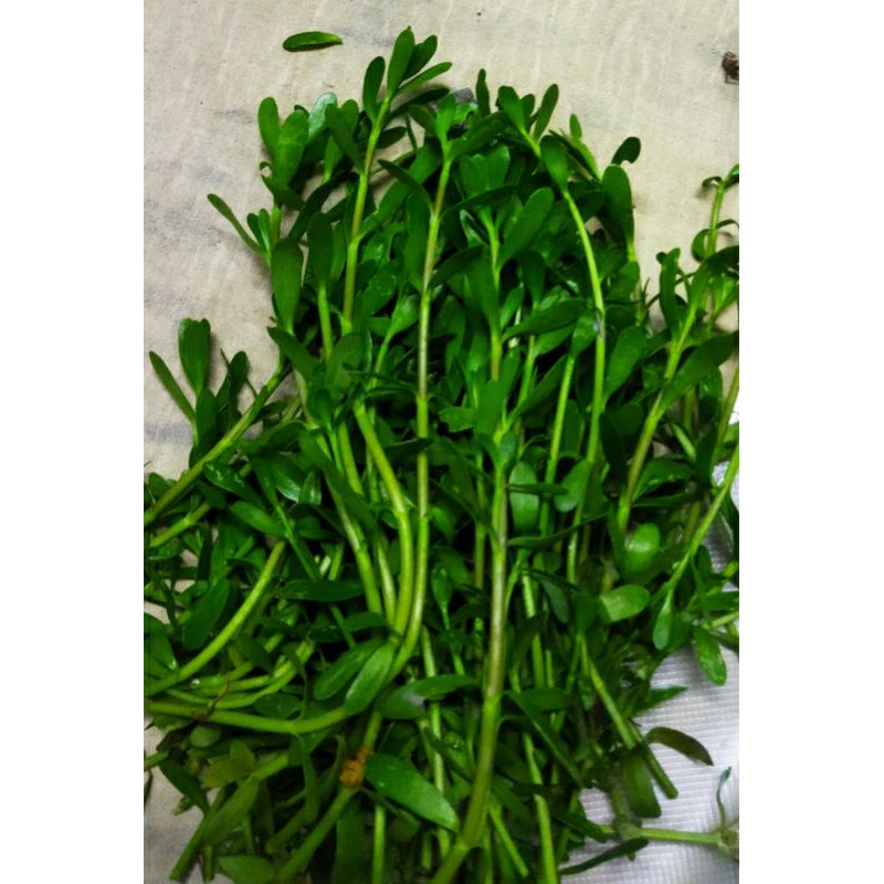 Daun Beremi || Bacopa monnieri 10Pcs | Shopee Malaysia