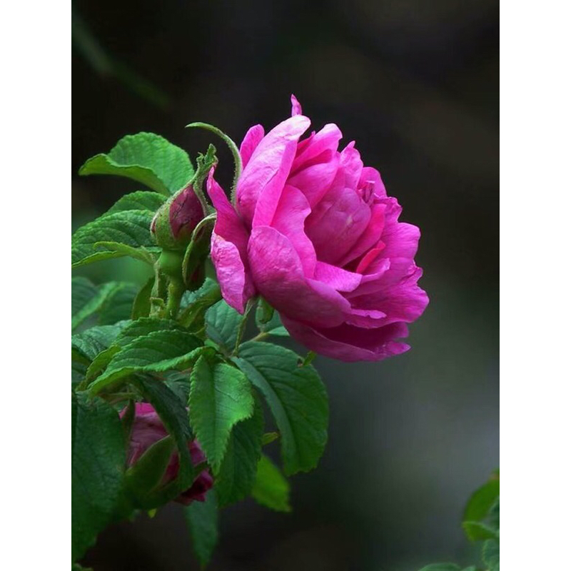Rosa multiflora flower seeds 30pcs#Biji benih bunga Rosa multiflora ...
