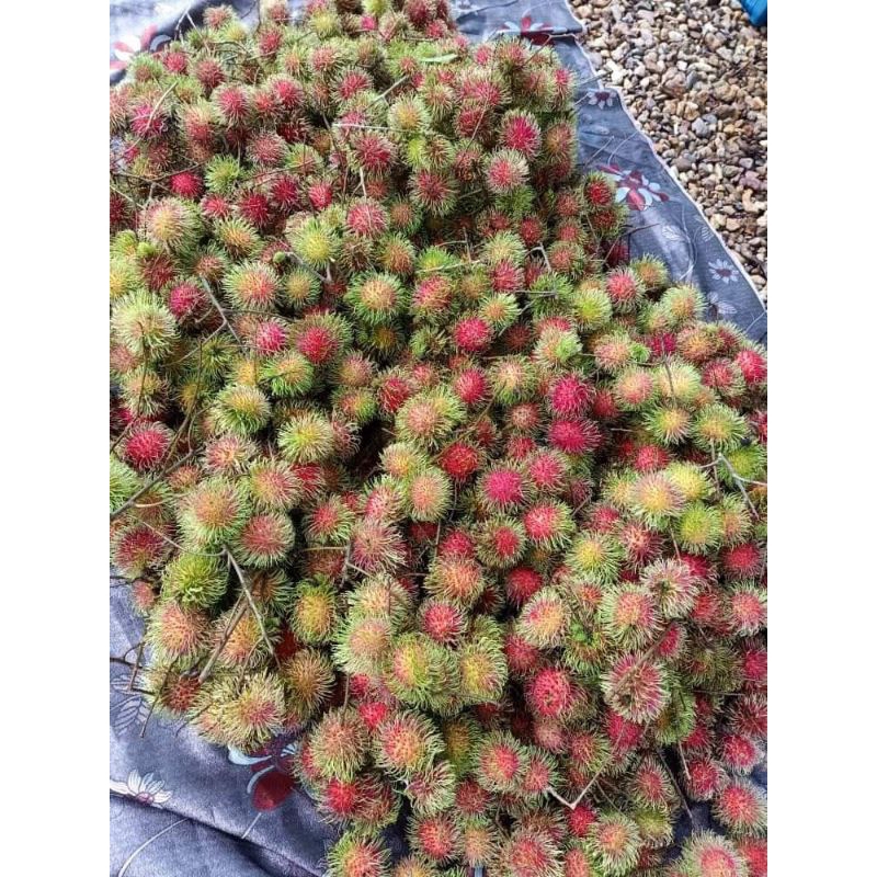rambutan anak sekolah segar 1KG | Shopee Malaysia