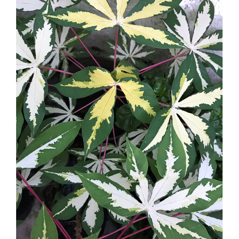 Pokok Ubi Kayu Batik Kuning | Shopee Malaysia