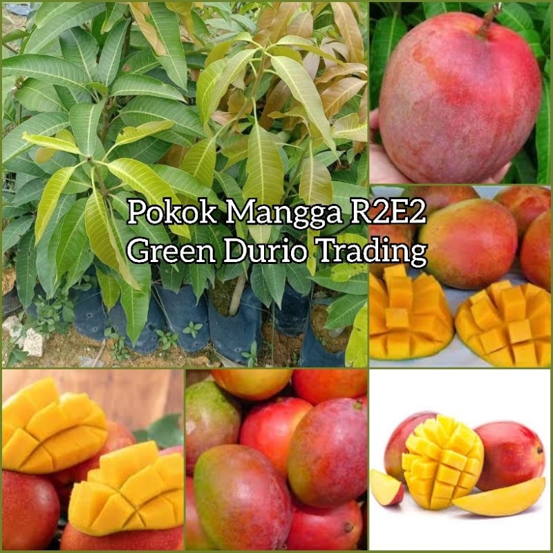 MANGGA R2E2 / RE2E2 ANAK POKOK MEMPELAM | Shopee Malaysia