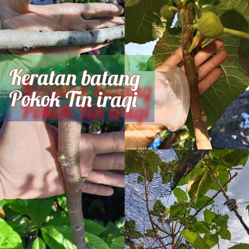 KERATAN BATANG POKOK TIN iRAQI | Shopee Malaysia