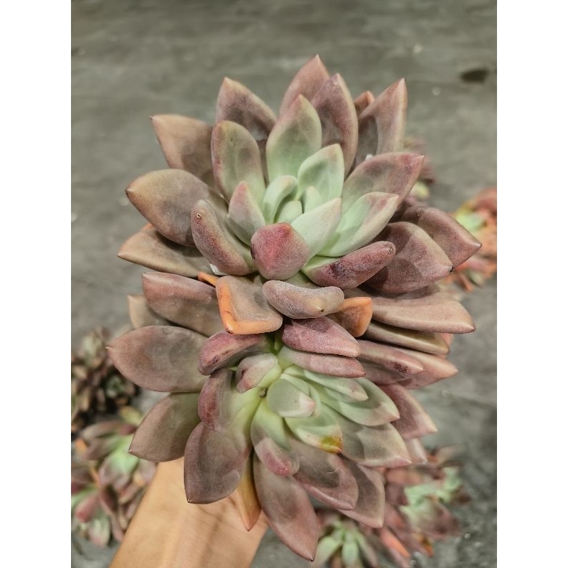 桃花源Succulent Graptoveria Ruby Donna 15cm+ 现货 | Shopee Malaysia