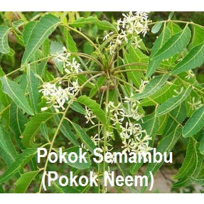 POKOK SEMAMBU / BANYAK GUNANYA / POKOK NEEM | Shopee Malaysia