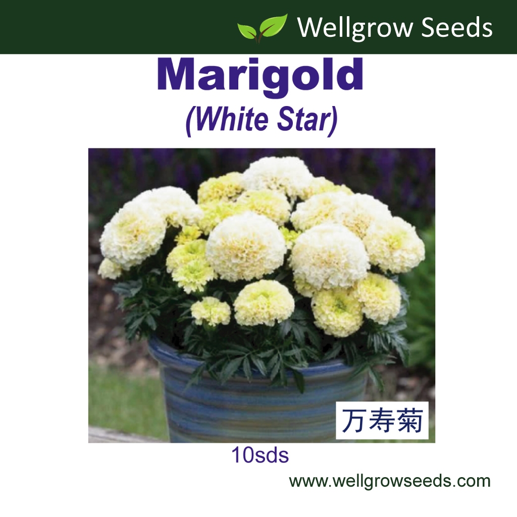 Marigold White Star (10ds) 万寿菊： 白天鹅 Biji Benih Bunga Tahi Ayam Flower ...