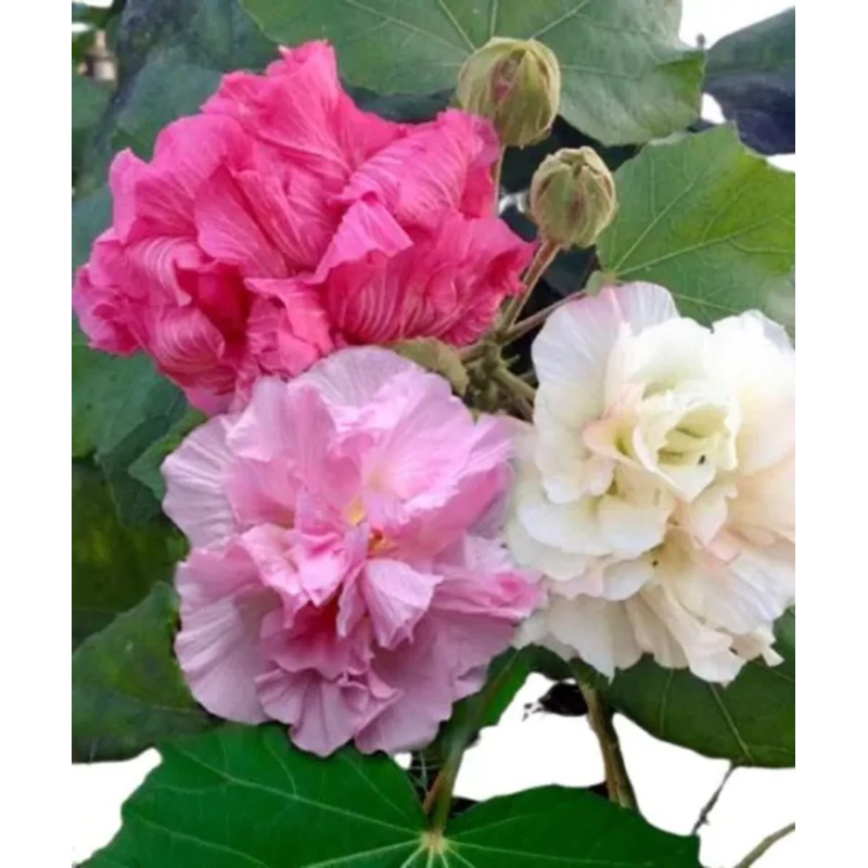 Pokok Bunga Raya Rose 3 warna berubah Hibiscus Mutabilis ( pokok dalam ...