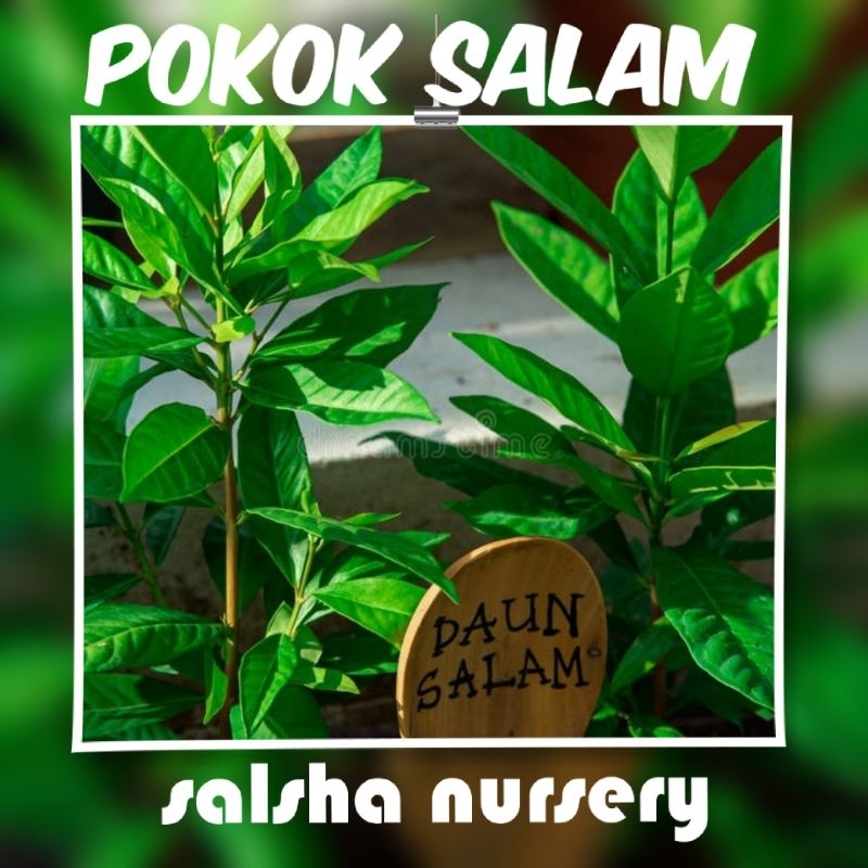 🔥💥 POKOK SALAM / Serai Kayu / Bayleaf / Pokok Ulam Ulaman / Pokok Herba ...