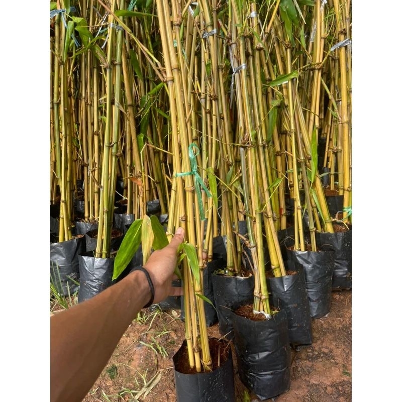 Anak pokok buluh kuning thai untuk hiasan | Shopee Malaysia
