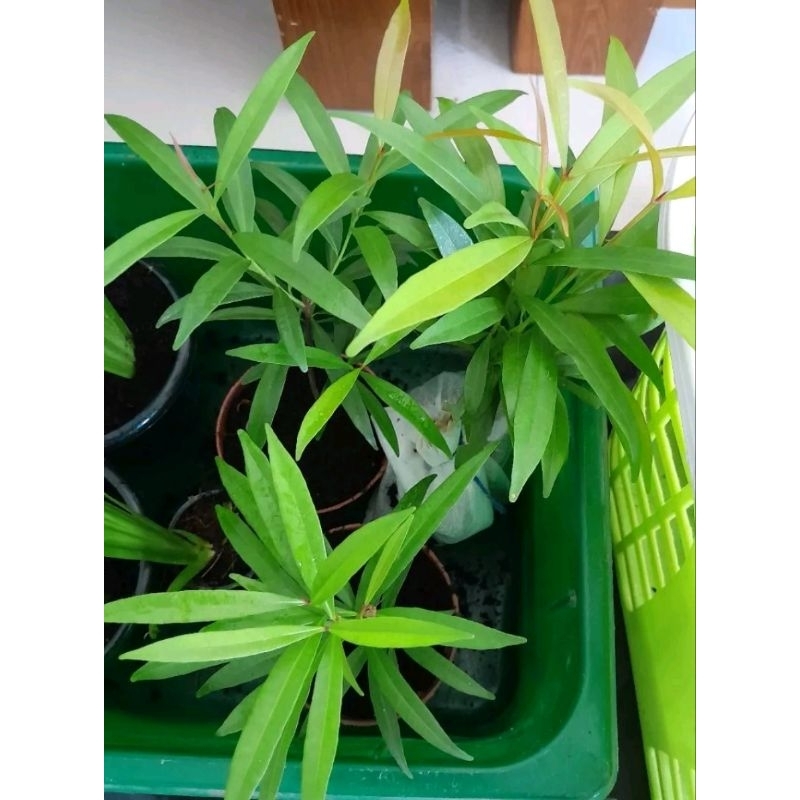 Anak pokok kelat paya 1,2 & 3 variasi(kecil)Sila baca butiran | Shopee ...