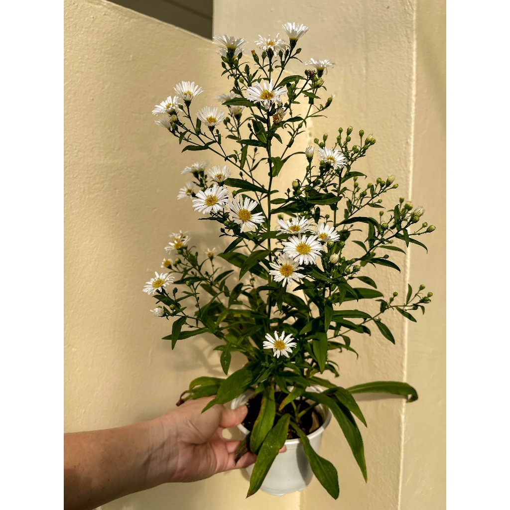 "New York Aster ‵Puff White′, Symphyotrichum novi-belgii ‵Puff White ...