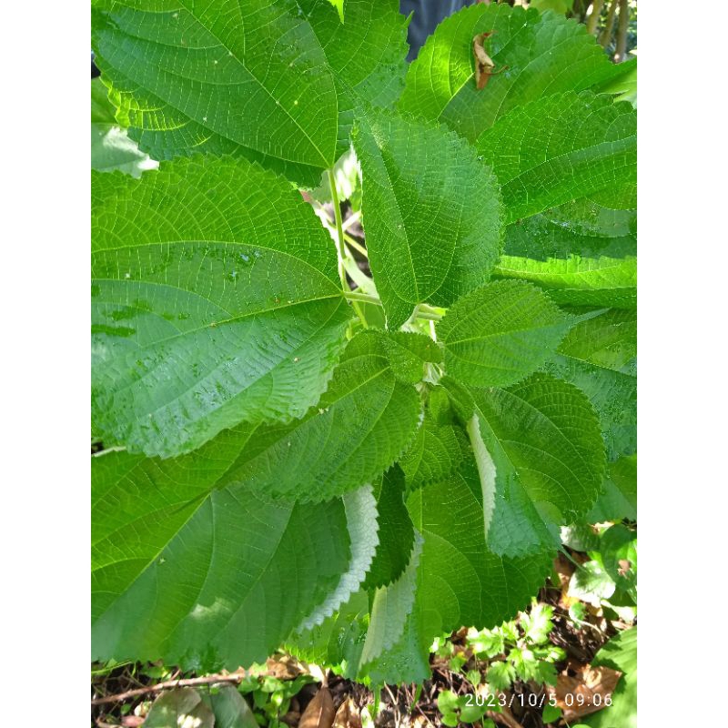 Fresh Ramie leaf(20/40/60 pcs) /Live Plant苎麻粗叶/ 小苗 | Shopee Malaysia