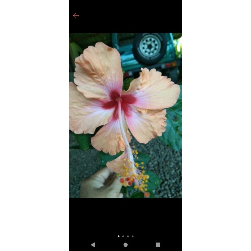 keratan bunga raya peach( rm5 - 4 keratan ) | Shopee Malaysia