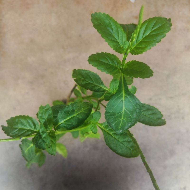 Pokok Jolok Cacing / Verbenacceae | Shopee Malaysia