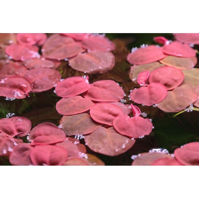 Red Root Floater/ Kiambang Akar Merah (Phyllanthus fluitans) Floating ...