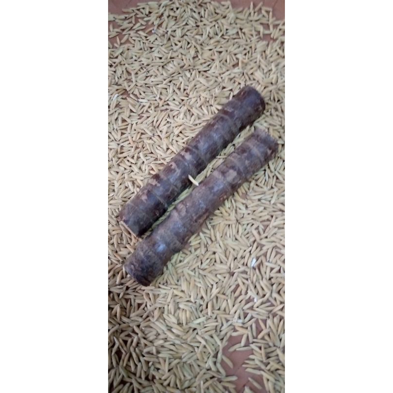 Bujang kalak @pinang hutan | Shopee Malaysia