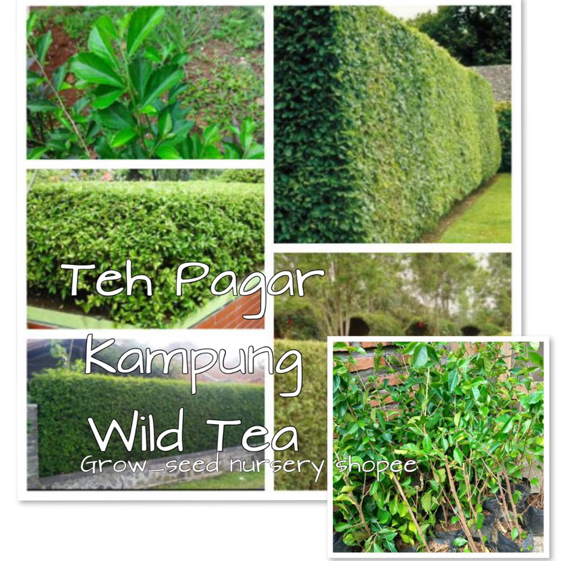Pokok Teh Pagar Teh Kampung ( pokok hidup ) | Shopee Malaysia