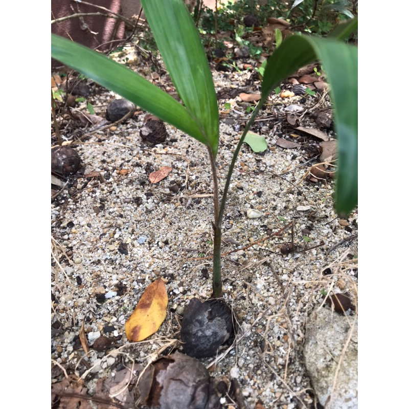 anak pokok pinang ekor tupai | Shopee Malaysia