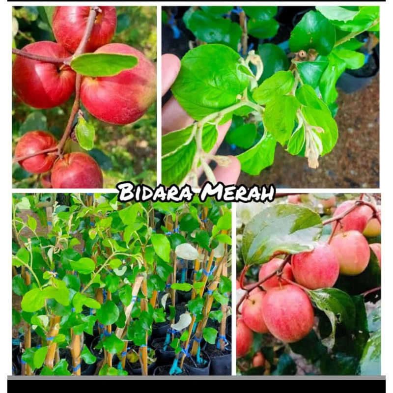 POKOK BIDARA MERAH VIRAL !! | Shopee Malaysia