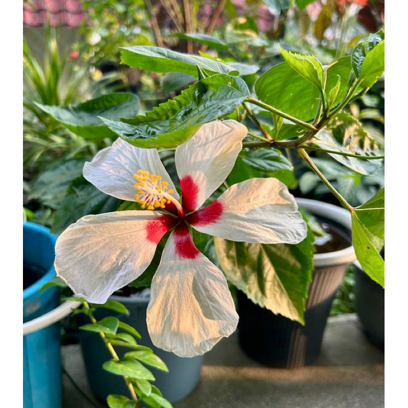 大红花支條 7-10cm keratan bunga raya hybrid | Shopee Malaysia
