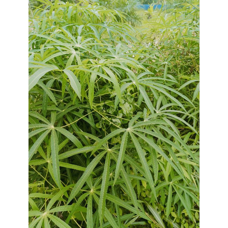 Keratan Batang Pokok Ubi Kayu Pulut (20 KERATAN) | Shopee Malaysia