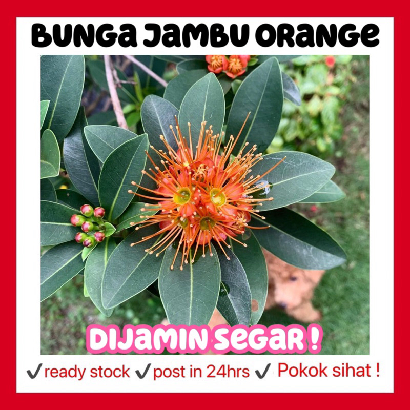 RINA • bunga Jambu orange • water Banyan Oren penda flower xanthostemon ...